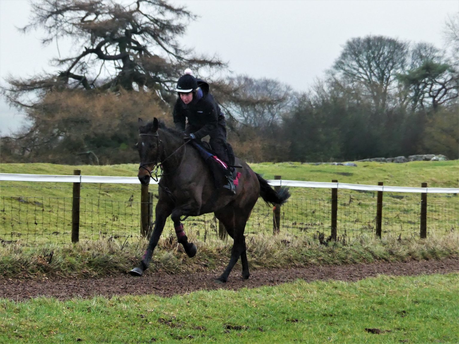 Horses in Training - Nicky Richards Racing