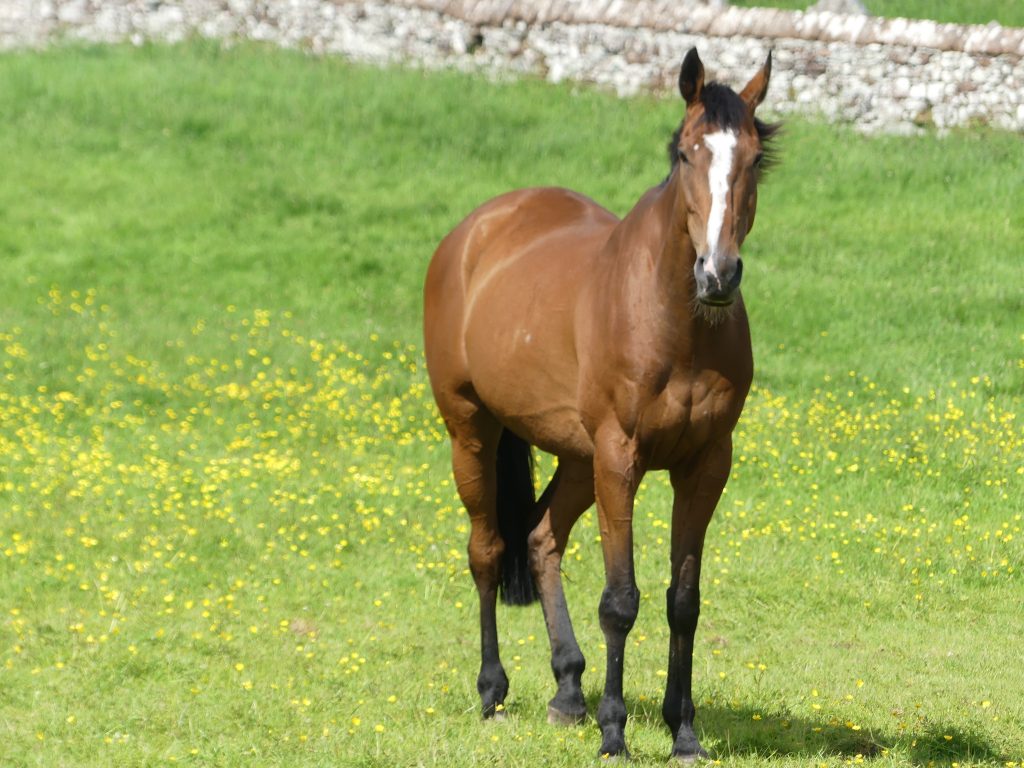 Summer Season - Nicky Richards Racing