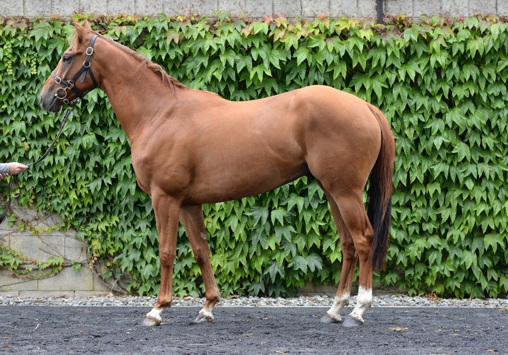 Horses in Training - Nicky Richards Racing