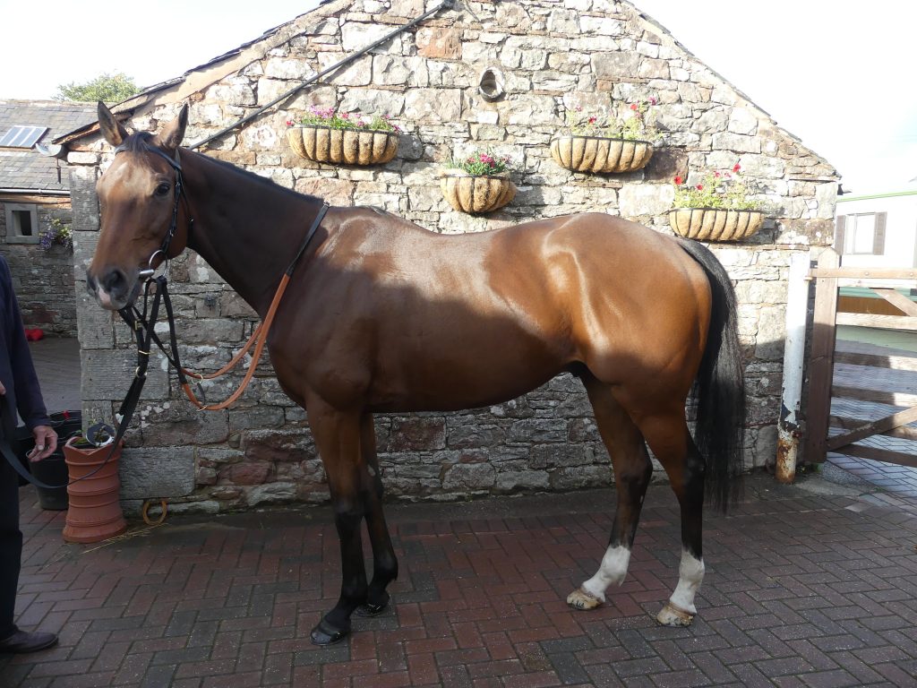 Horses in Training - Nicky Richards Racing