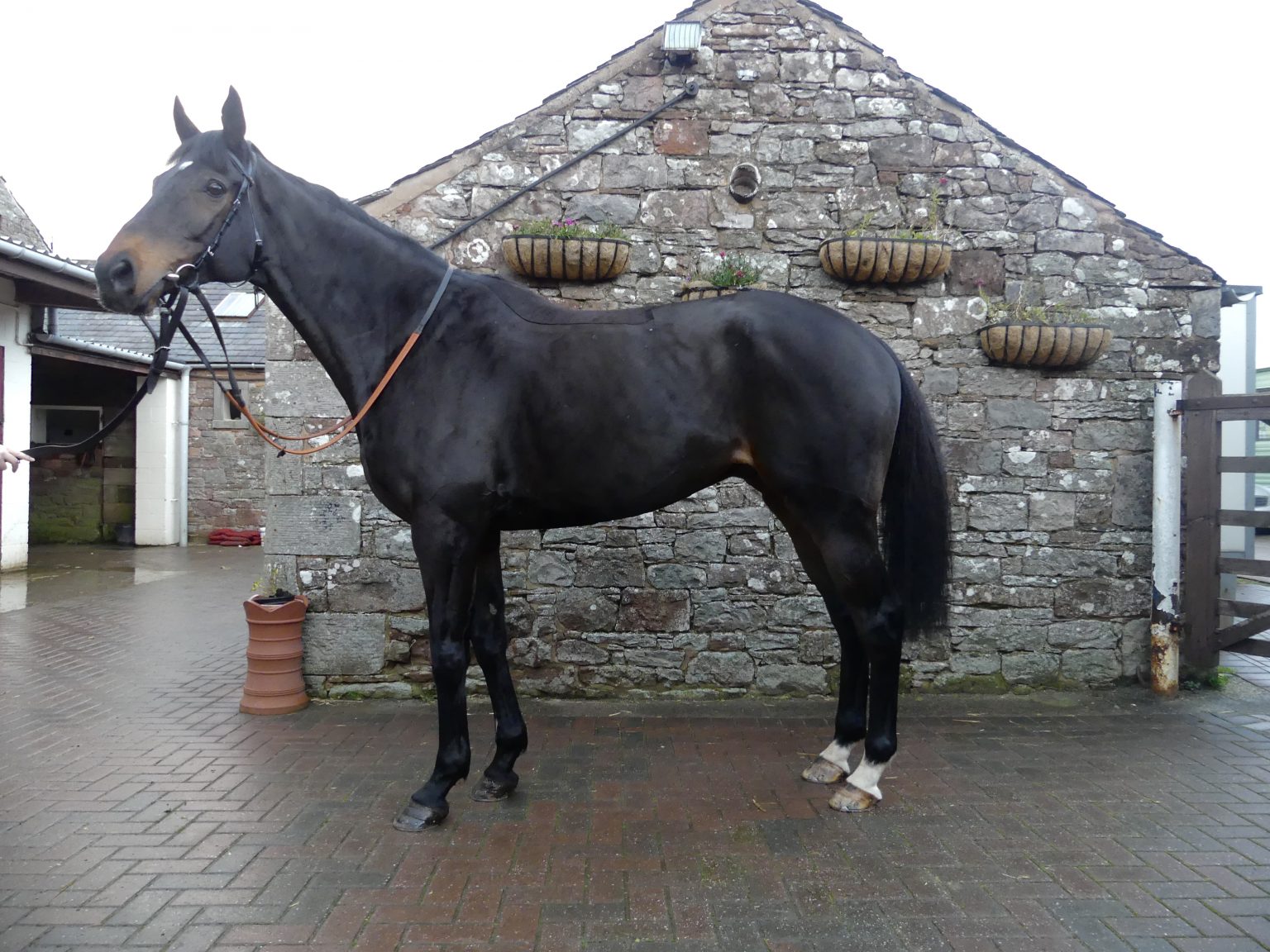 Horses in Training - Nicky Richards Racing
