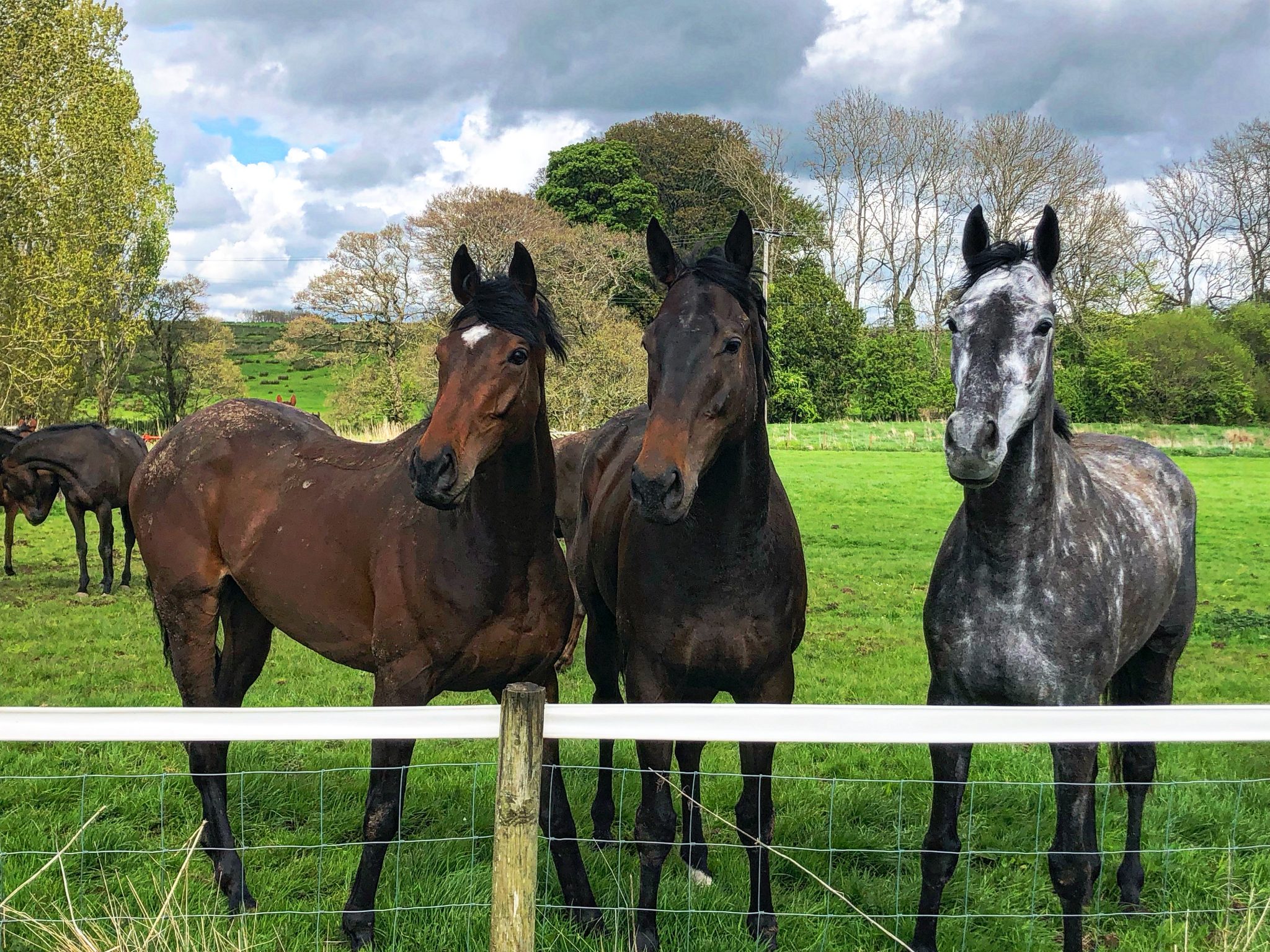Horses in Training - Nicky Richards Racing