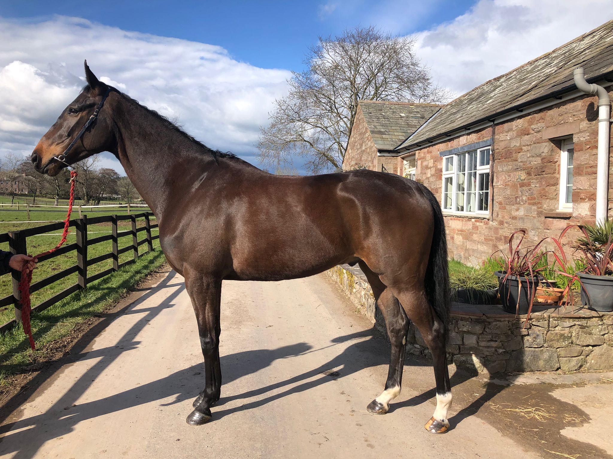 Horses in Training - Nicky Richards Racing